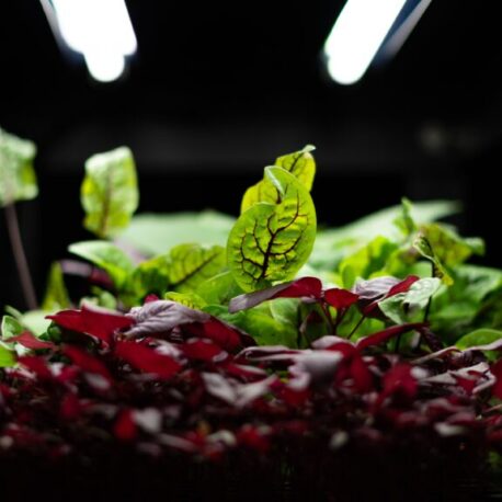 Prototype Lighting Specialists - Blitz Proto